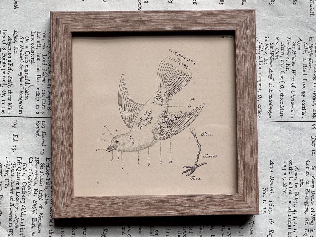 FRAMED BIRD ANATOMY Print C. 1888 - Antique Print - Ornithology Avian ...