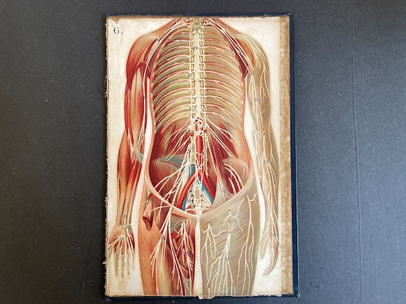 C. 1902 FEMALE ANATOMY Lithograph Original Antique Print - Etsy