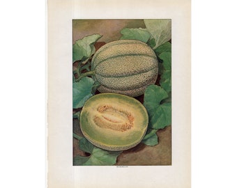 Trapp Avocado 1903 USDA Botanical Lithograph Department of - Etsy