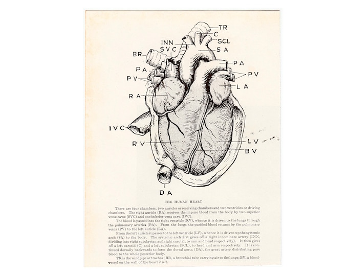 C. 1922 HUMAN HEART Lithograph • Original Antique Print • Anatomy Print ...