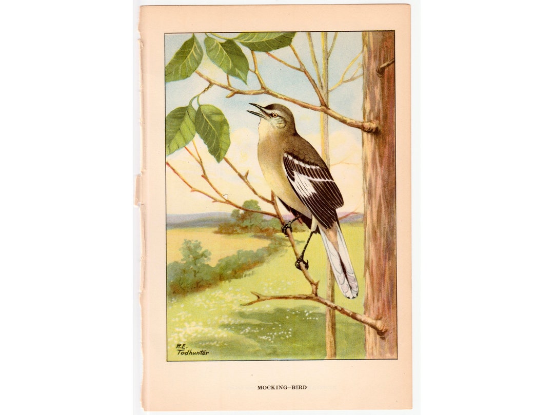 C. 1917 MOCKINGBIRD Lithograph - Original Antique Print • Ornithology ...