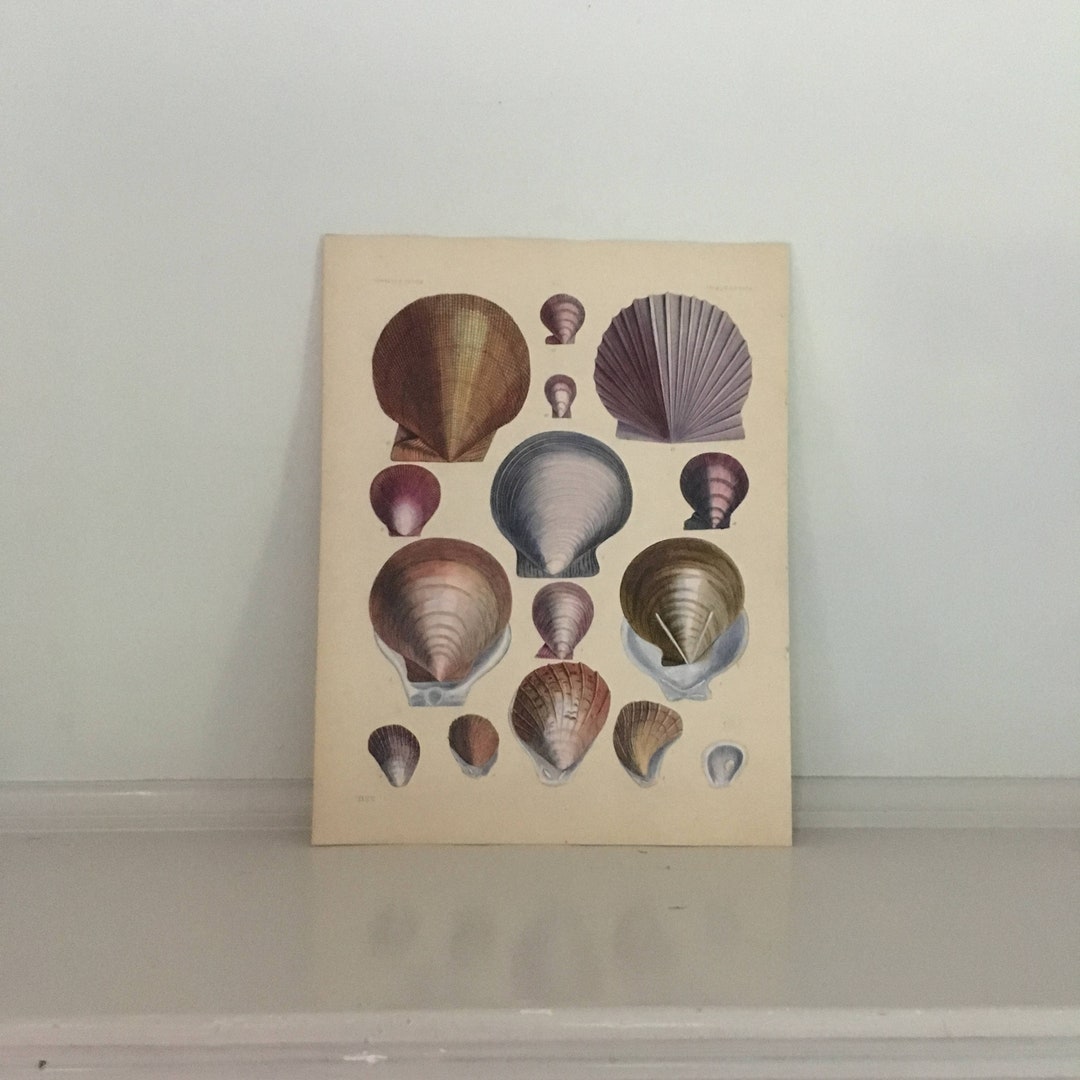 C. 1844 SHELLS Engraving RARE & Exotic Original Antique Print Ocean ...