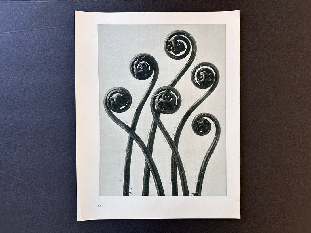 C. 1935 BLOSSFELDT BOTANY Lithograph • Original Vintage Print ...