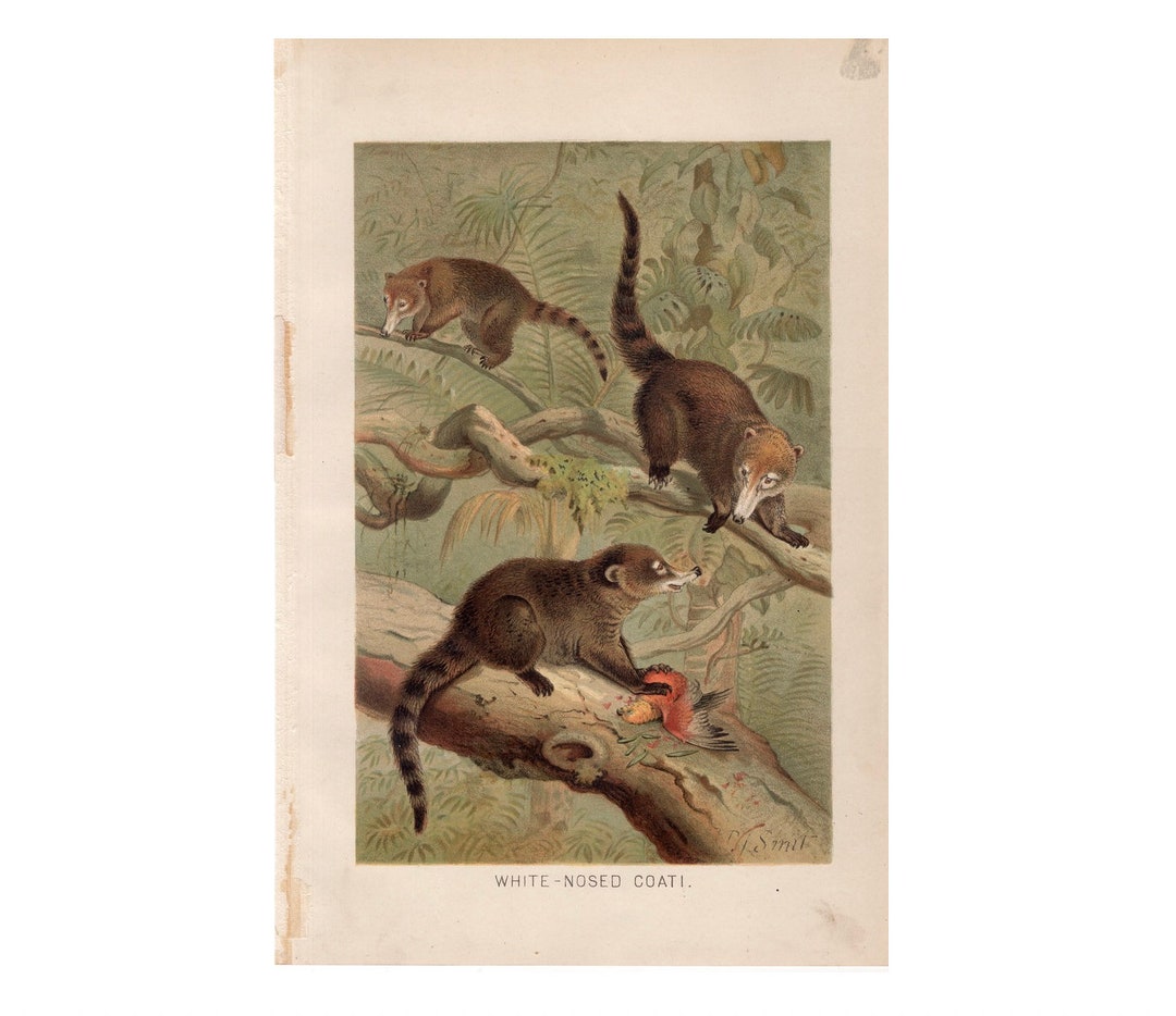 C. 1894 WHITE NOSED COATI Lithograph Original Antique Print Antique ...