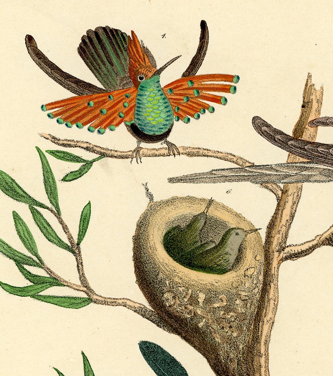 C. 1824 HUMMINGBIRDS WITH NEST Lithograph • Original Antique Print ...