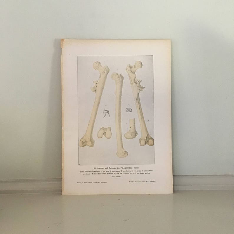C. 1900 BONES PRINT - Antique Anatomy Print - Human Skeleton Print ...