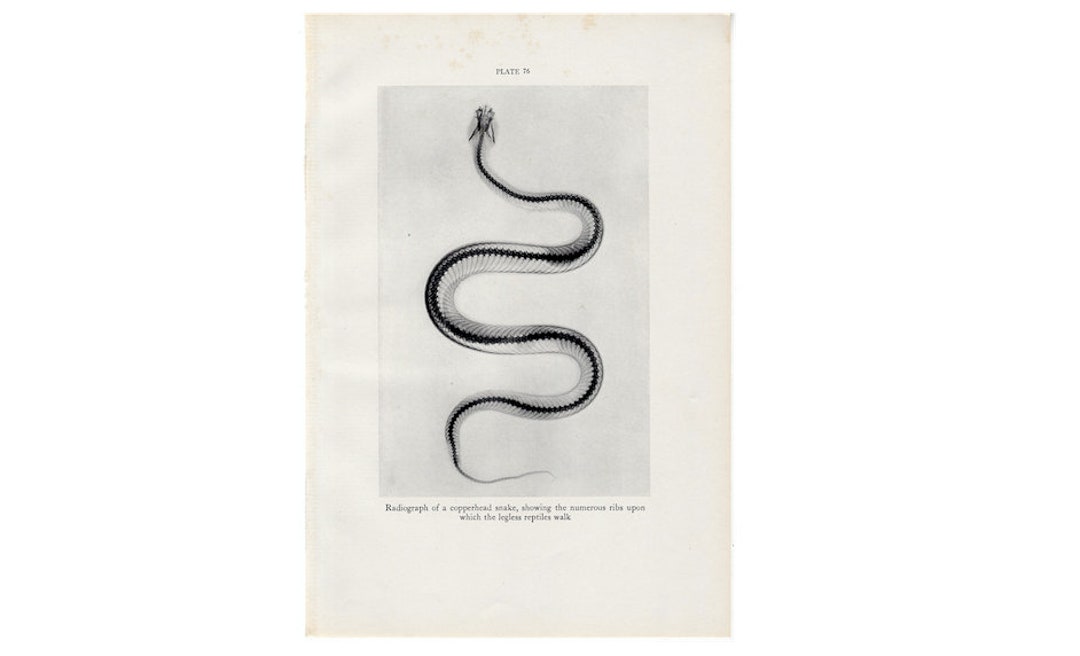 C. 1934 SNAKE SKELETON Lithograph Original Vintage Print Snake Anatomy ...