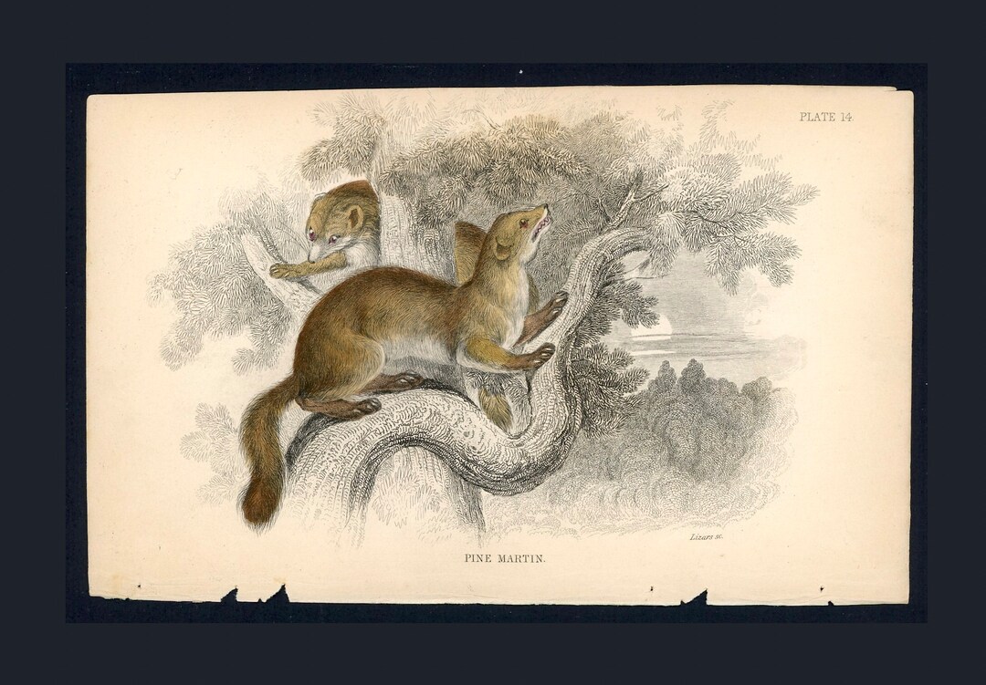 C. 1843 PINE MARTIN Engraving - Original Antique Animal Print ...