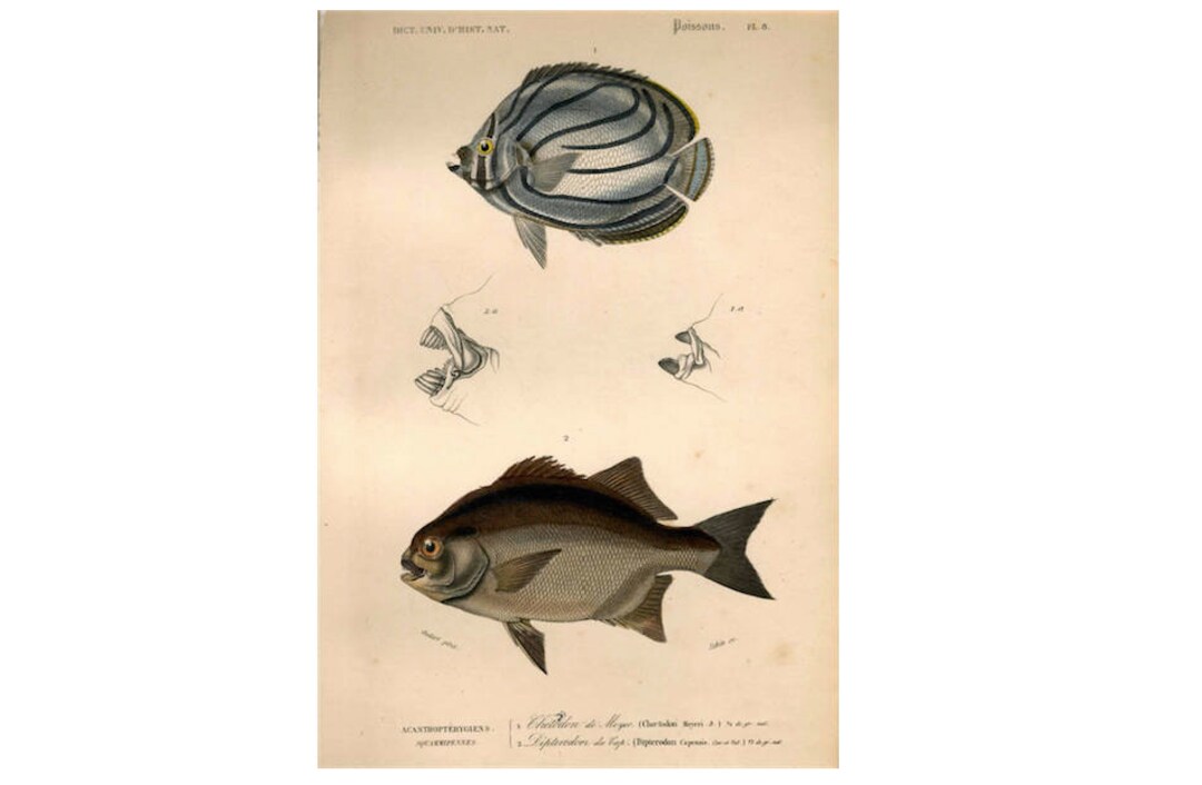 C.1849 BUTTERFLY FISH & BREAM grabado • grabado antiguo original ...