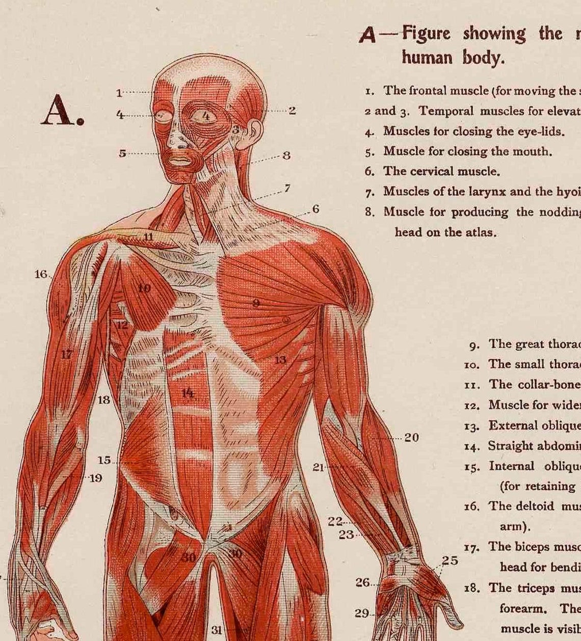 C. 1910 MUSCLES Print Original Antique Print Anatomy Print | Etsy