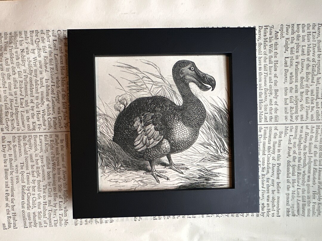 FRAMED C.1894 DODO Lithograph • Original Antique Print • Dronte Print ...