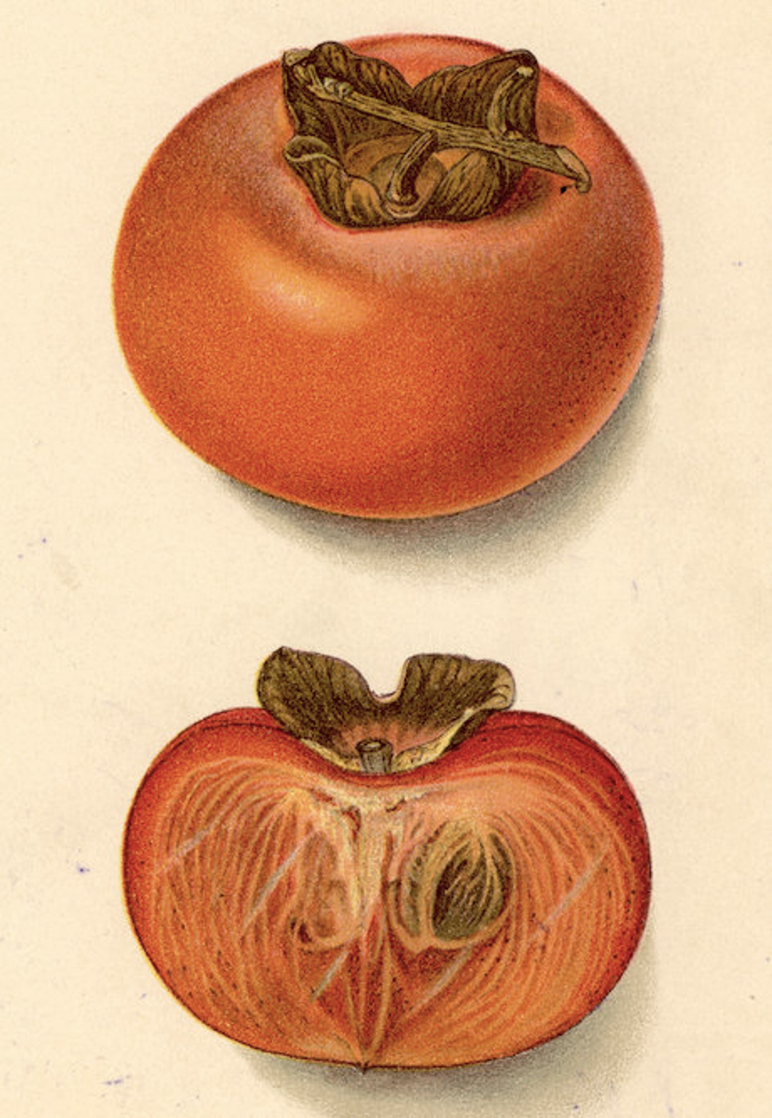 C. 1913 TRIUMPH PERSIMMONS Antique Print Original Antique - Etsy
