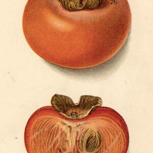 C. 1913 TRIUMPH PERSIMMONS Antique Print Original Antique - Etsy