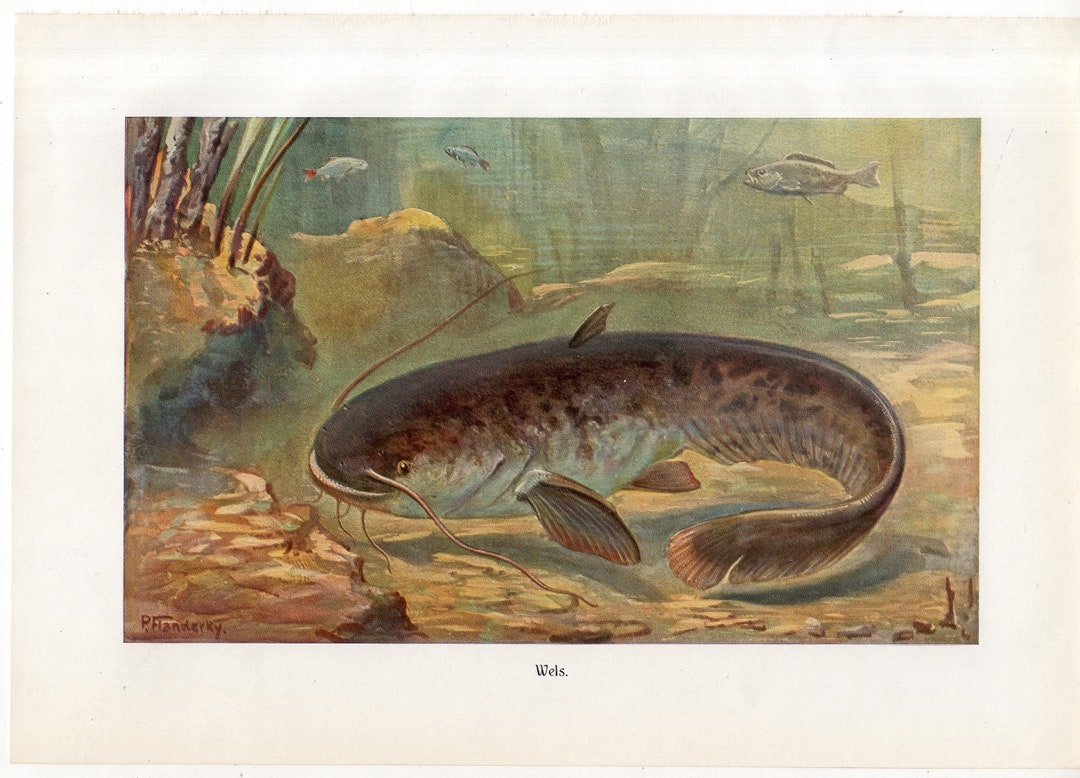 C. 1900 CATFISH Print • Original Antique Print • Underwater Landscape ...