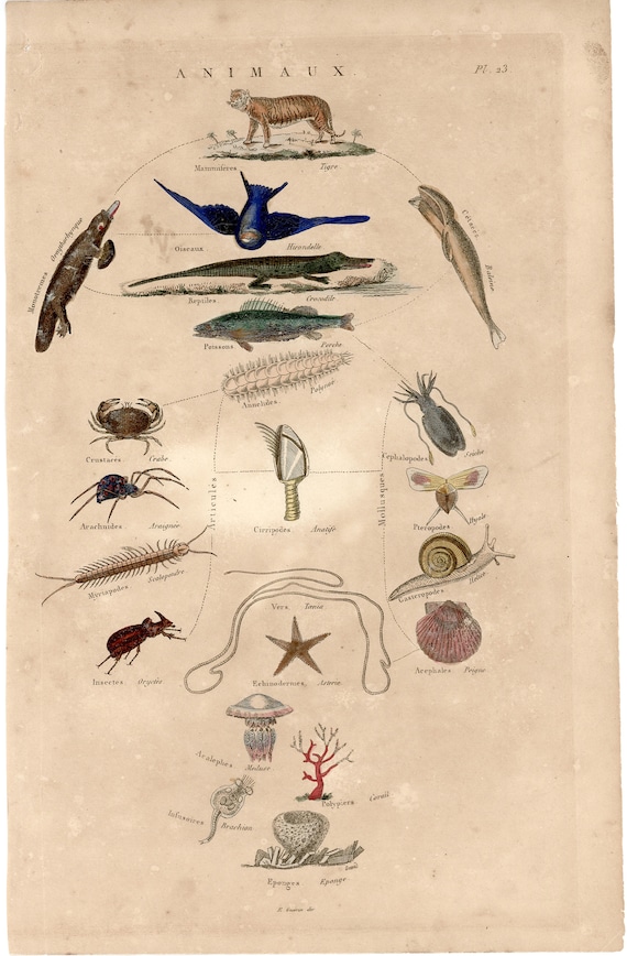 Zoology Animal Classification