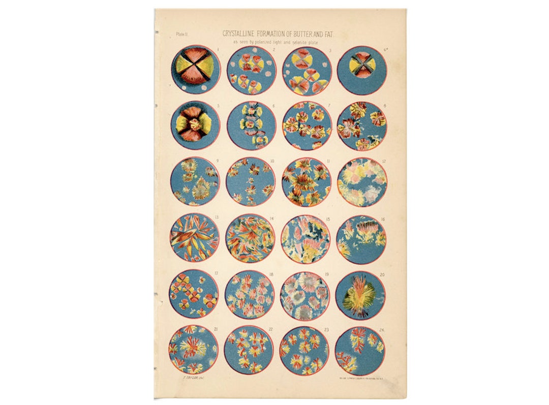 C. 1893 UNDER THE MICROSCOPE Lithograph • Original Antique Print ...