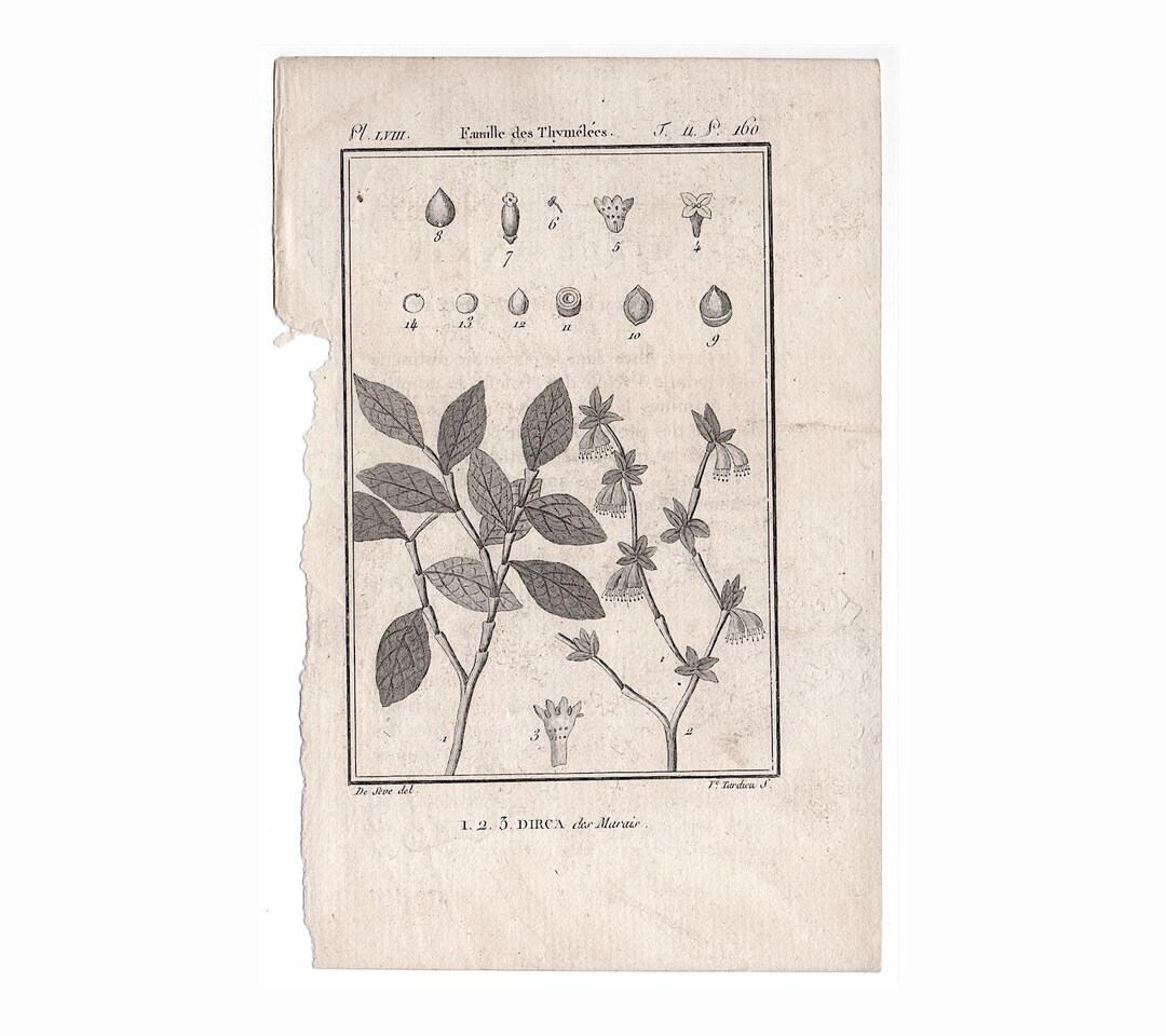 C. 1775 ANTIQUE BOTANICAL Engraving • Original Antique Print • Buffon ...