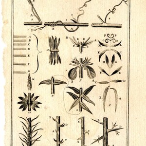 From 1775 ANTIQUE BOTANICAL Plants Flowers Original Antique Engraving ...