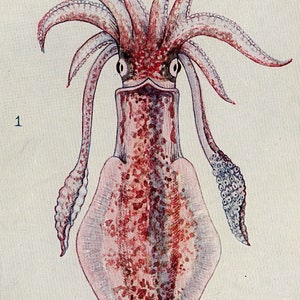 C. 1907 CUTTLEFISH Lithograph - Original Antique Print - Sea Life Print ...