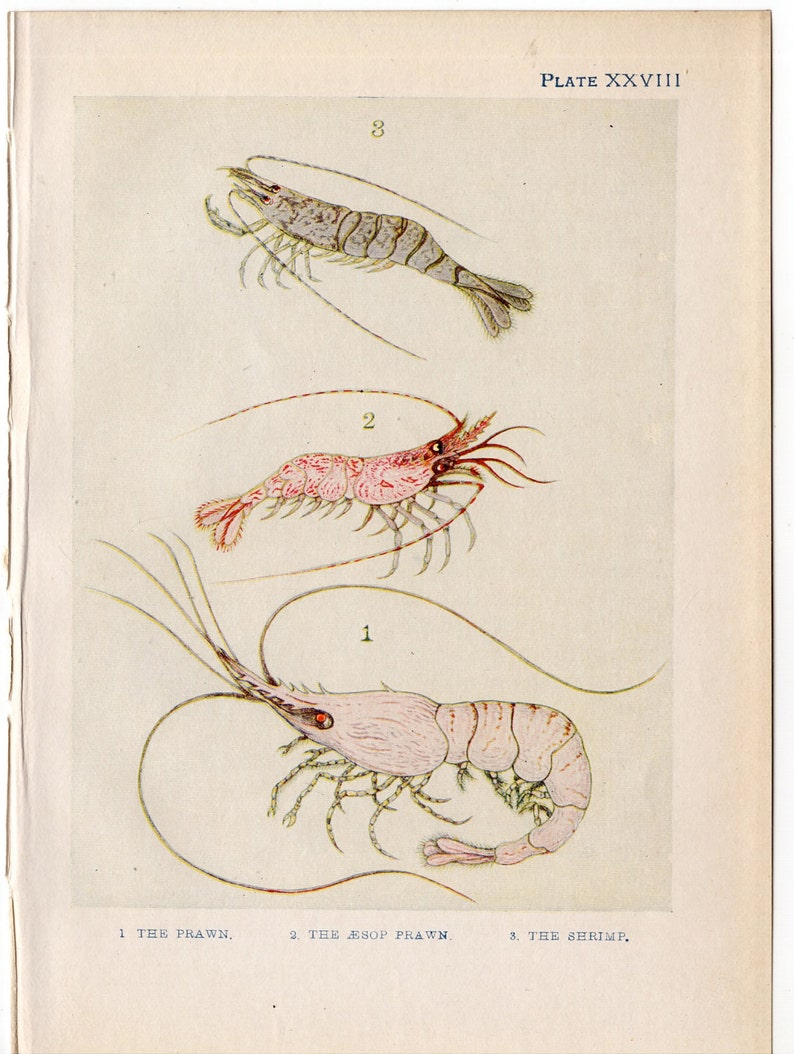 C. 1907 Set of Two ANTIQUE SEA LIFE Lithographs Original - Etsy