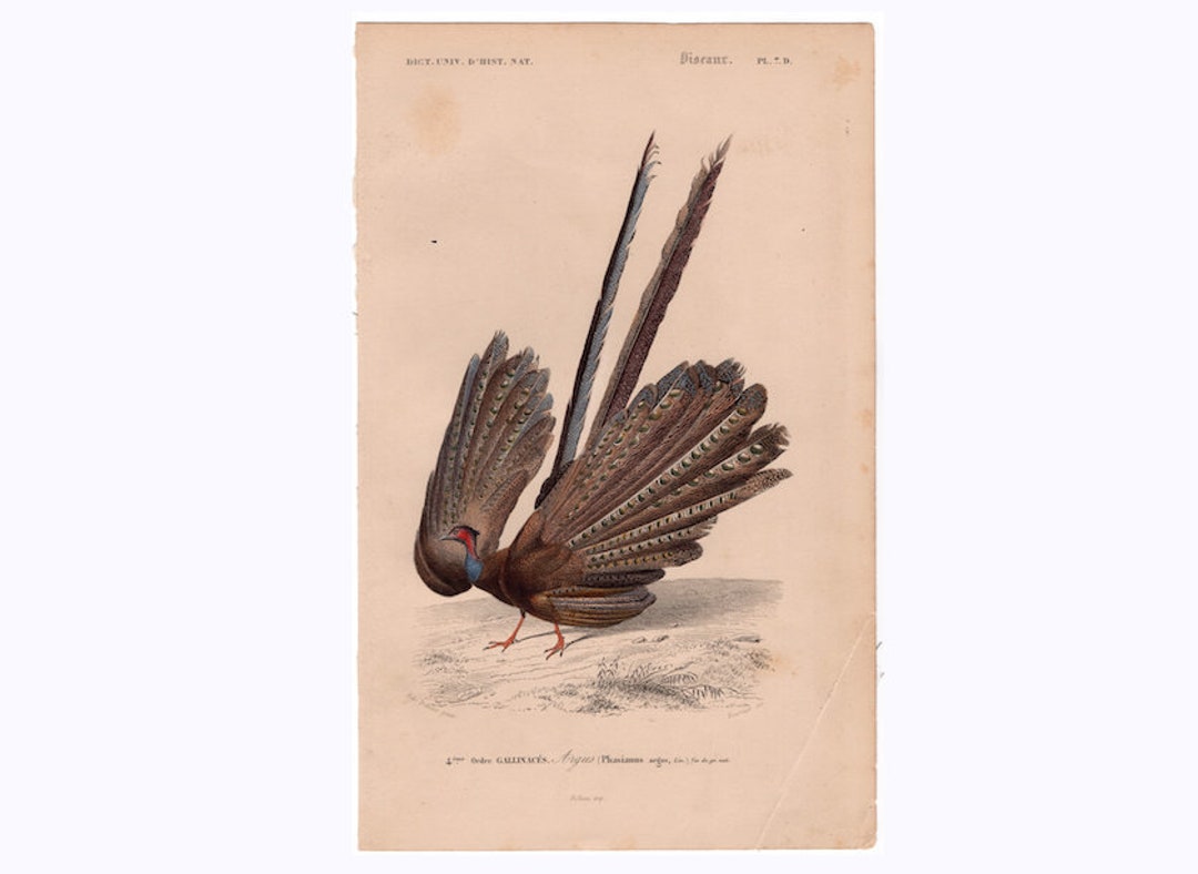 C. 1861 ARGUS PHEASANT Engraving Original Antique Print Game Bird Print ...