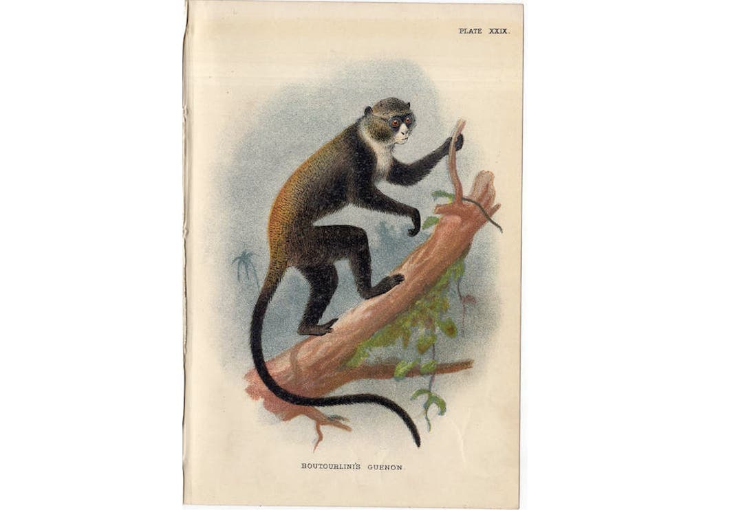 C. 1897 MONKEY Lithograph • Original Antique Print • Primate • Lloyd’s ...
