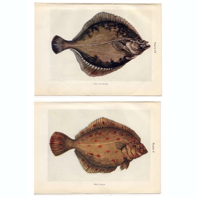Antique Fish Print - Etsy