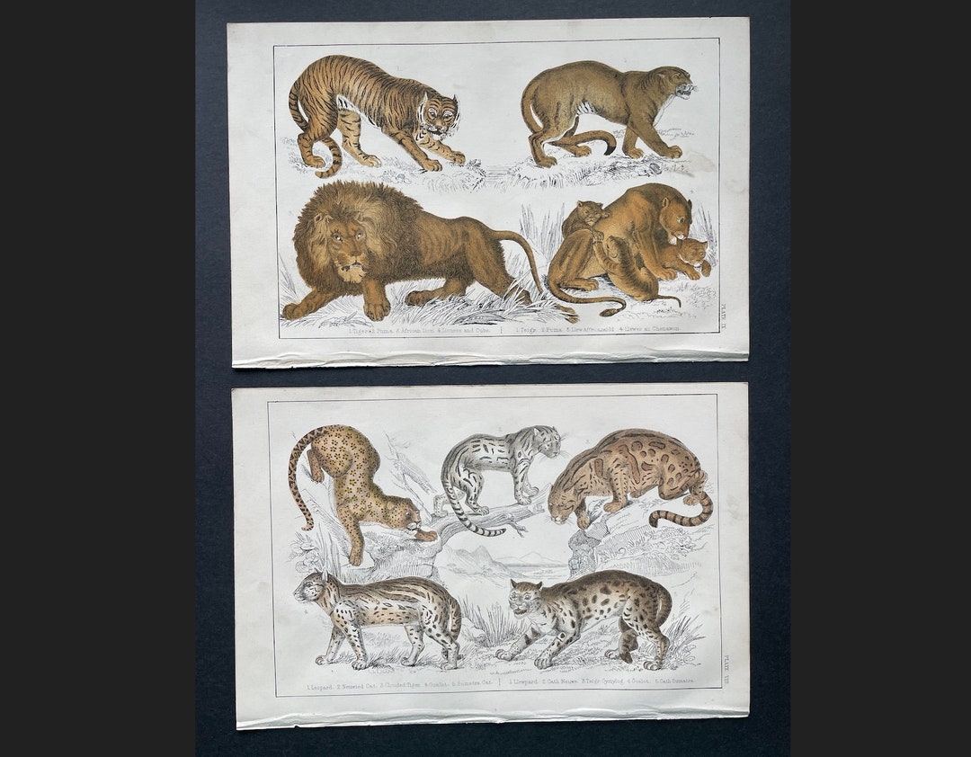 C. 1856 WILD CAT Lithographs • Set of 2 Original Antique Prints ...