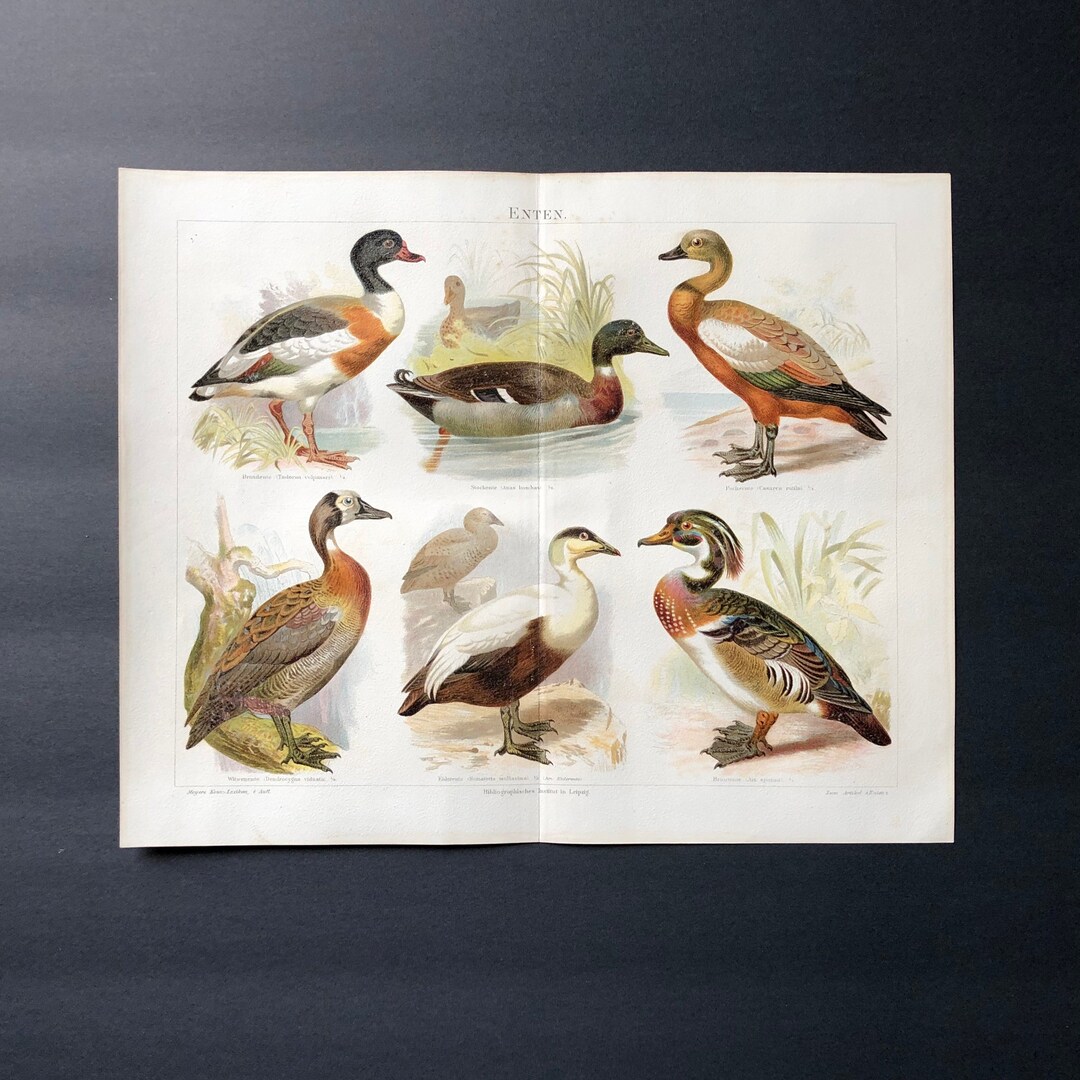 C. 1894 DUCKS Lithograph • Original Antique Print • Game Bird Print ...