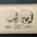 HUMAN SKULL Print C. 1900 Original Antique Print Antique - Etsy