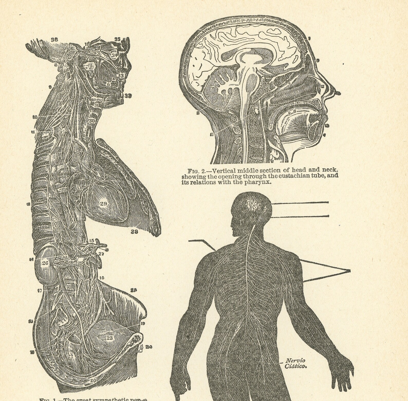 C. 1901 NERVOUS SYSTEM Lithograph • Original Antique Print • Medical ...