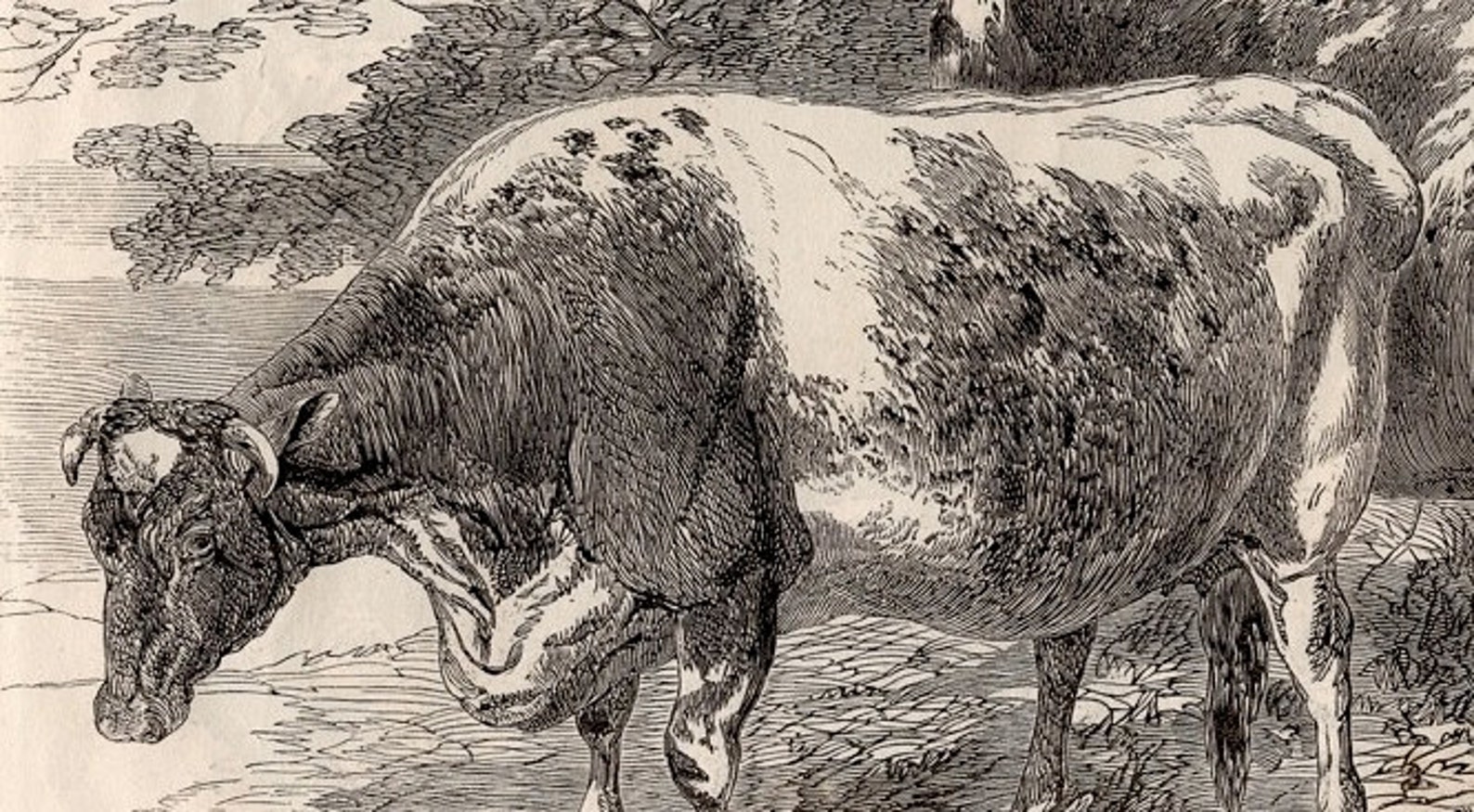 1853 COWS CATTLE ENGRAVING Hereford Bull & Cow Original | Etsy