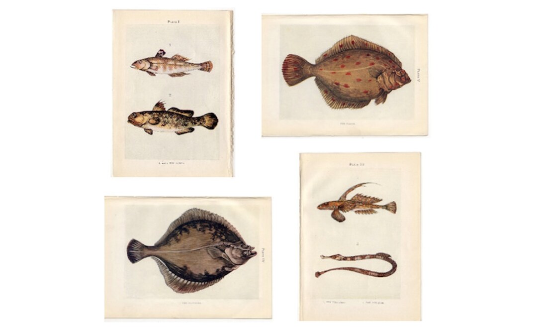 C. 1907 ANTIQUE FISH Lithographs - Set of 4 Original Antique Prints ...