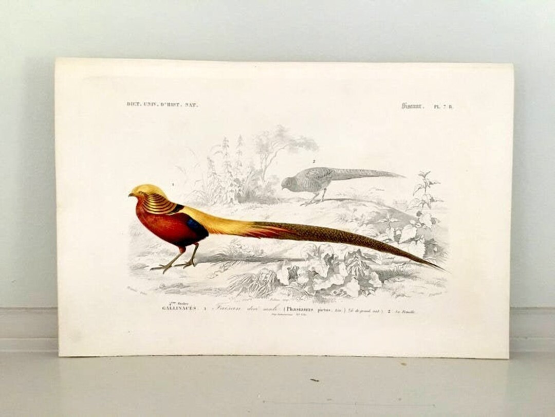 C. 1861 PHEASANT Engraving • Original Antique Print • Bird Print • Game ...