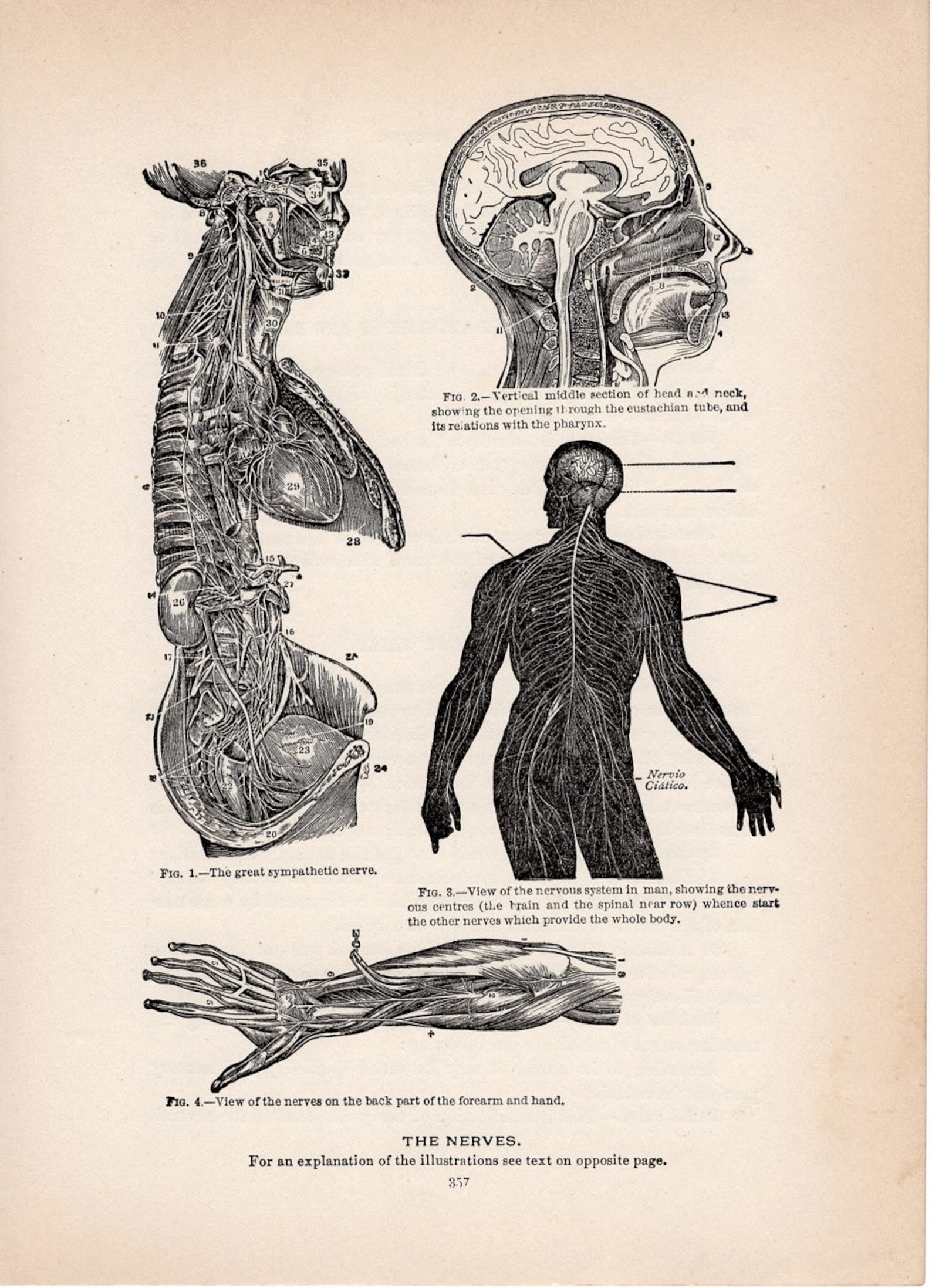 C. 1901 NERVOUS SYSTEM Lithograph Original Antique Medical | Etsy