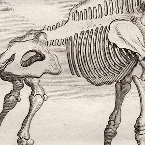 C.1777 GIRAFFE SKELETON Engraving • Original Antique Print • African ...