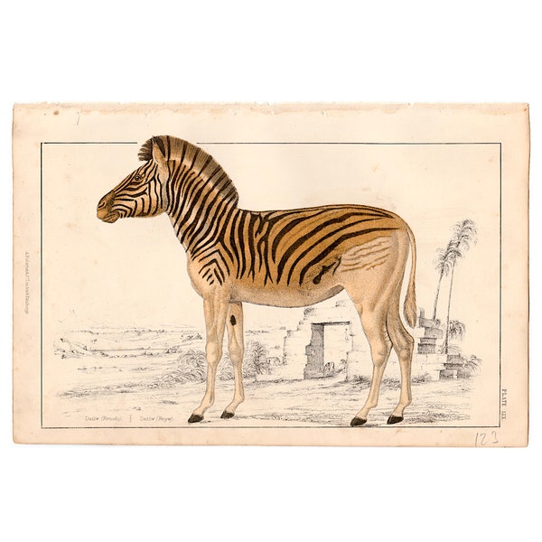 Equus Quagga Print - Etsy