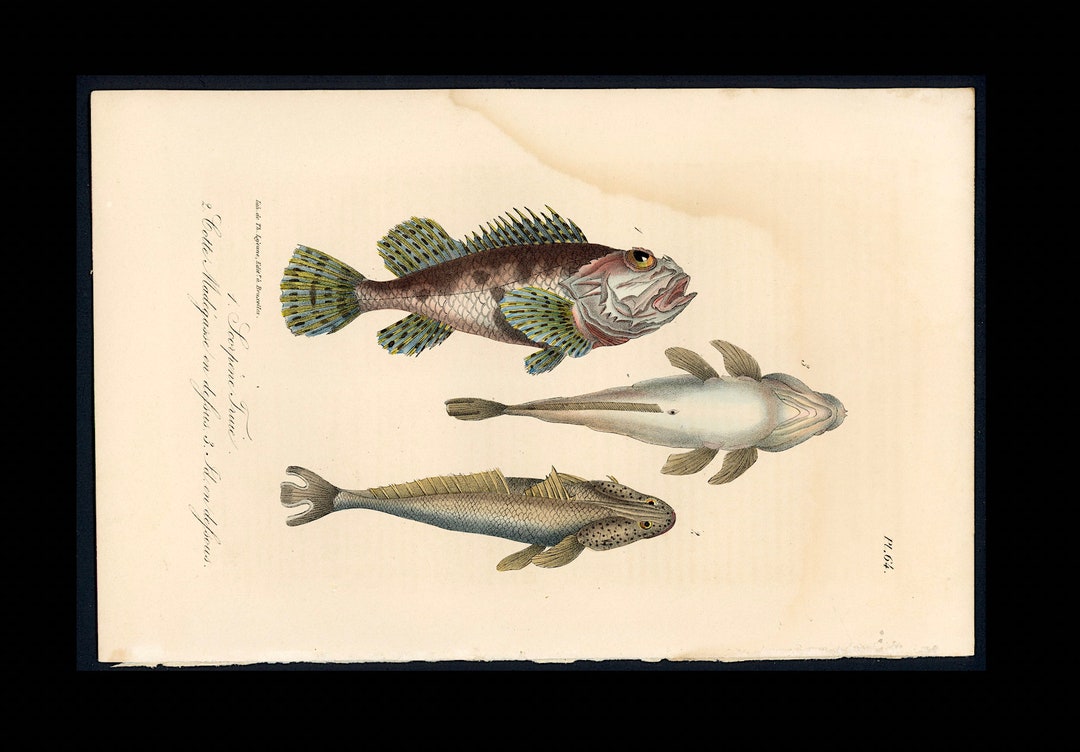 C. 1833 EXOTIC FISH Lithograph • Original Antique Print • Hand Colored ...