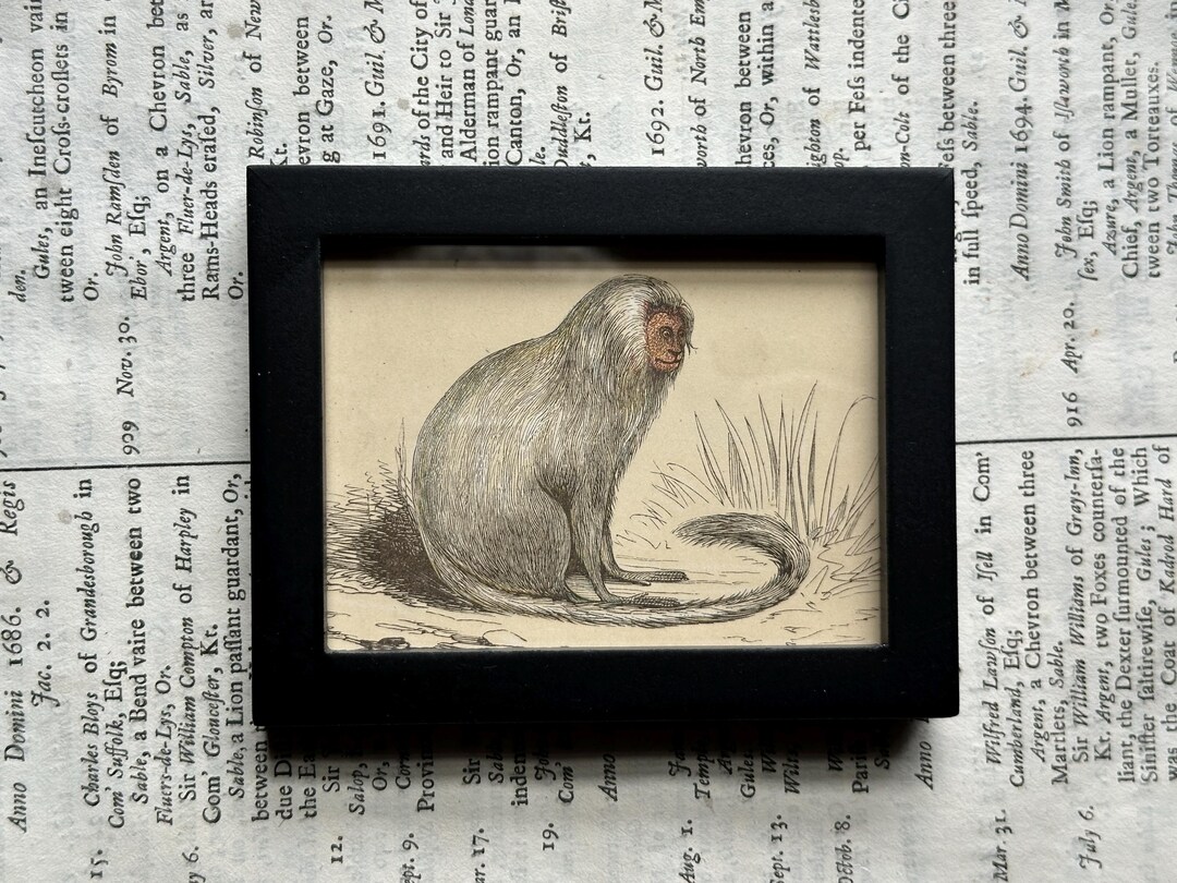 Framed MONKEY Print C.1853 - Original Antique Print - Small Animal ...