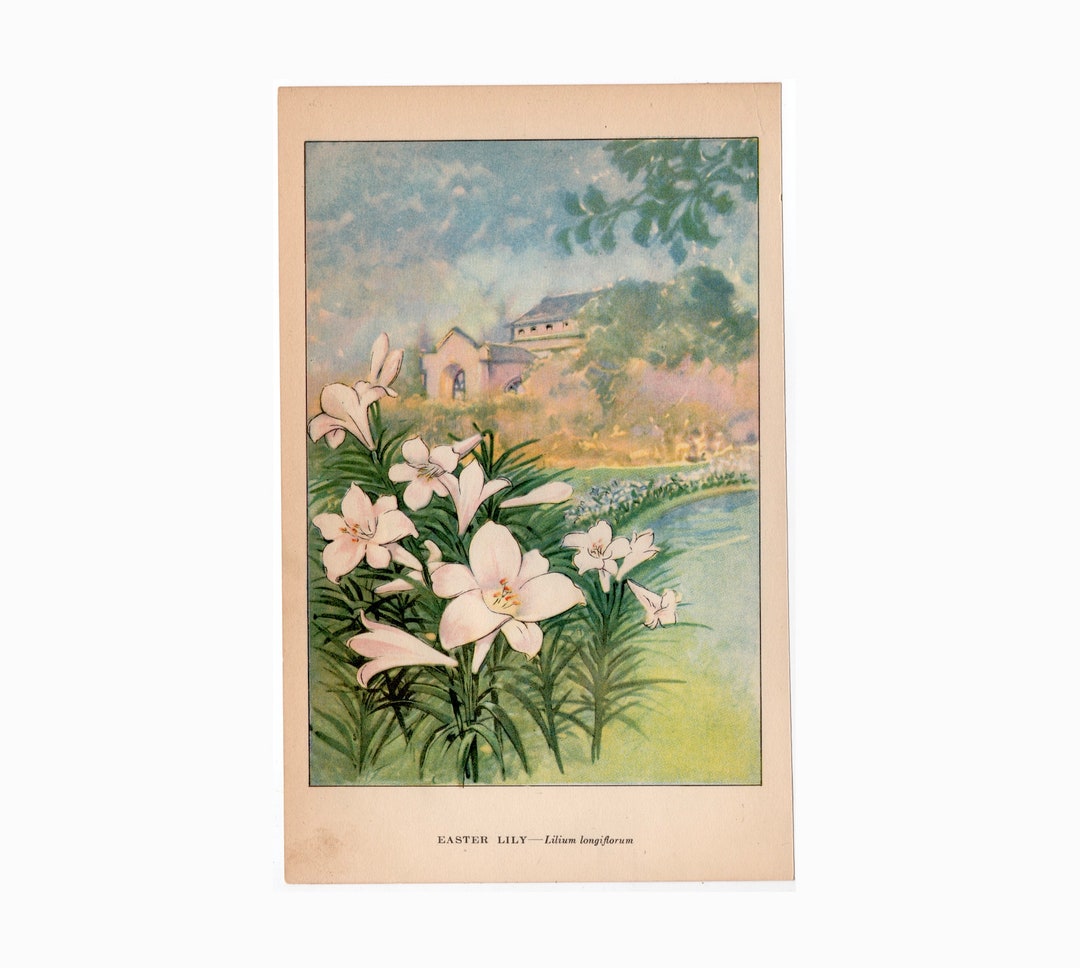 C. 1930 EASTER LILY Lithograph • Original Vintage Print • Garden Flower ...