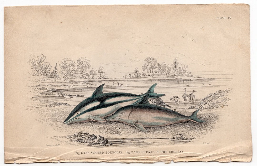 C. 1837 DOLPHIN Engraving • Original Antique Print • Sea Life Print ...