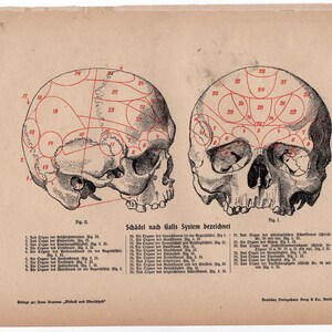 HUMAN SKULL Print C. 1900 • Original Antique Print • Antique Skeleton ...