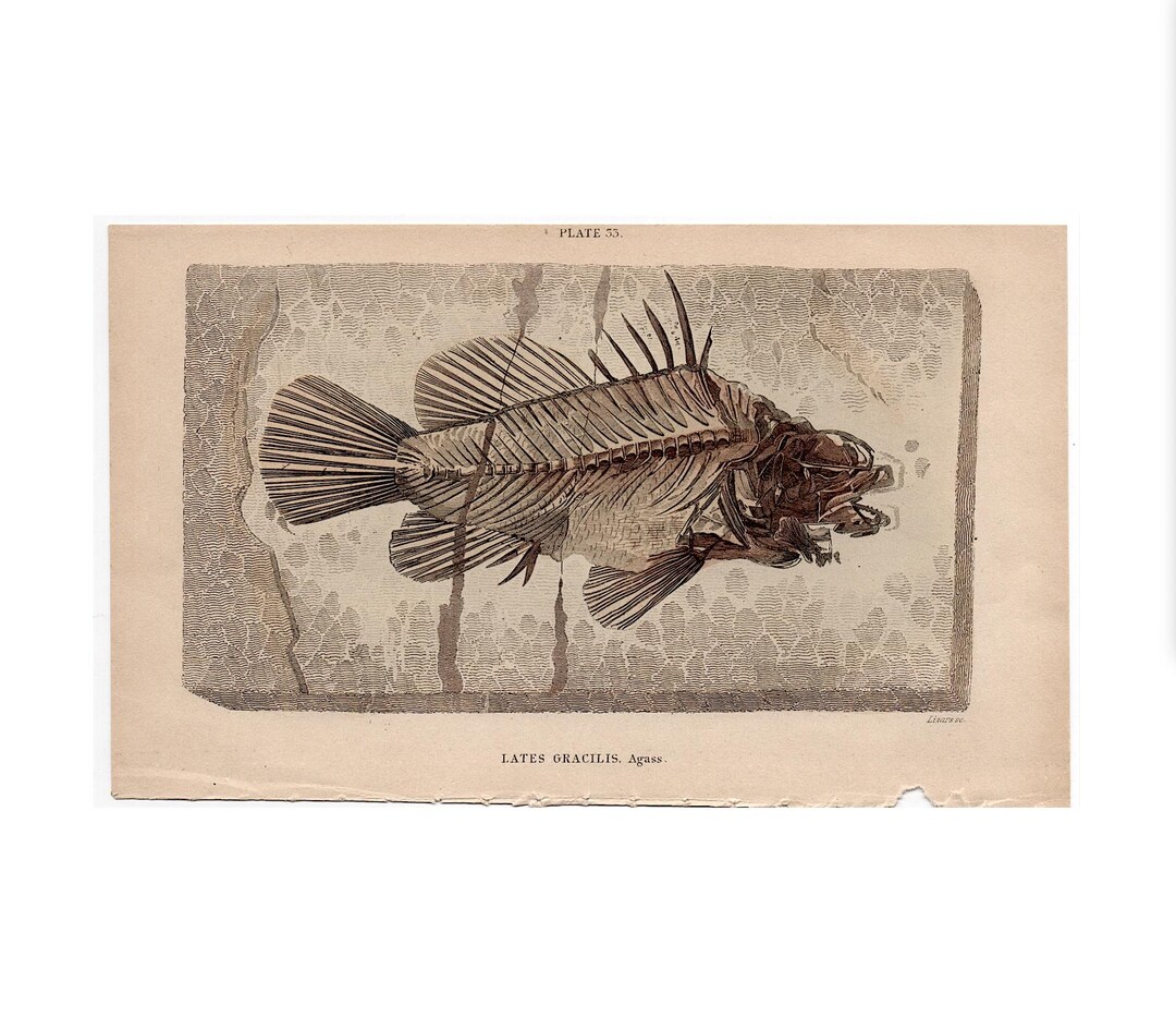FISH FOSSIL Engraving C. 1836 • Original Antique Print • Sea Life ...