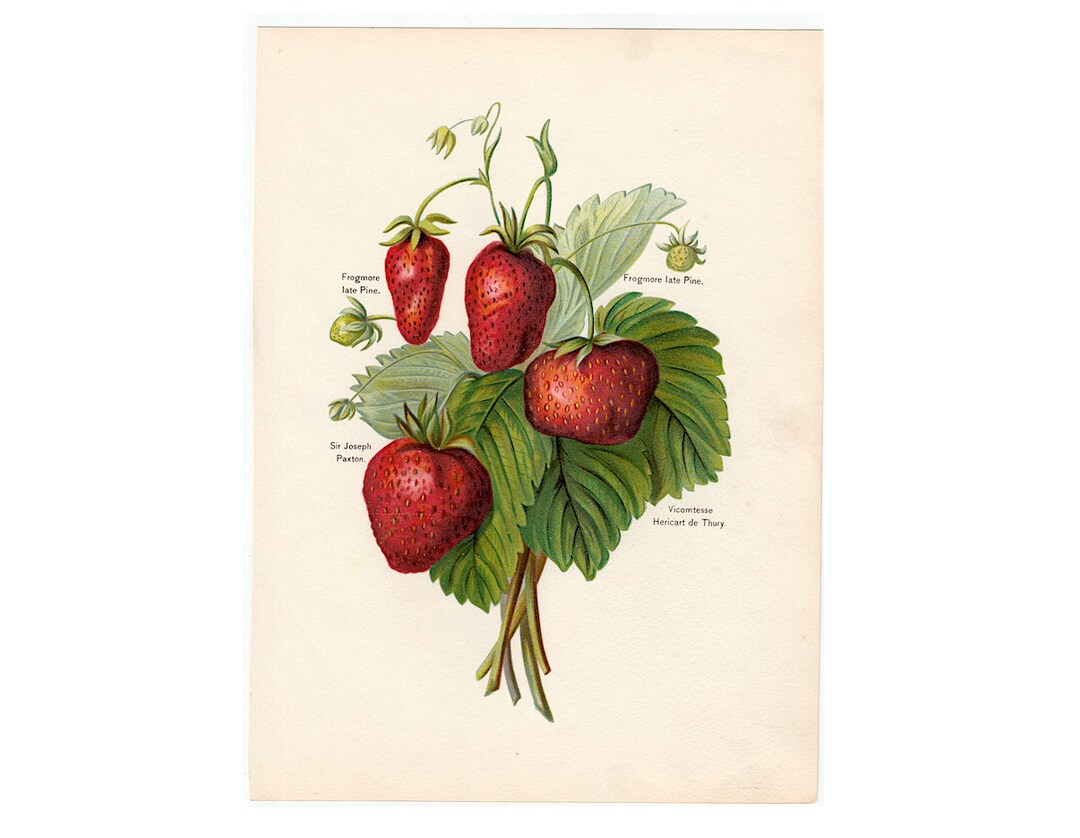 C. 1890 STRAWBERRIES Lithograph • Original Antique Print • Fruit Print ...
