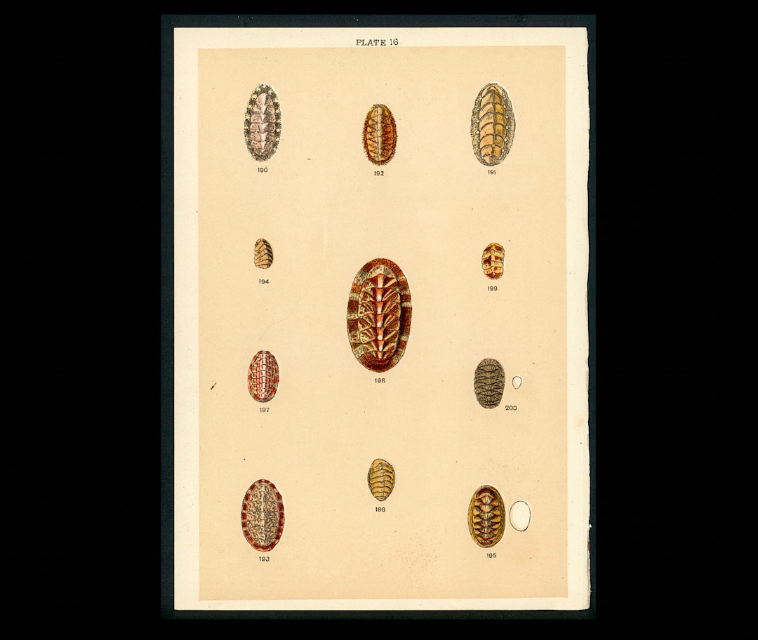 C. 1901 SEA SHELL Lithograph • Original Antique Print • Seashells Print ...