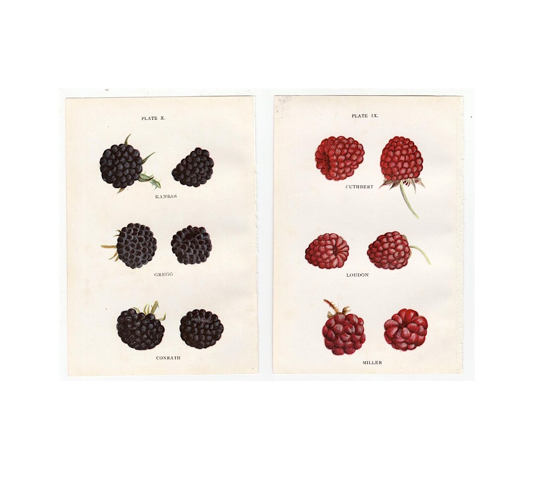 C. 1899 RASPBERRY Lithographs • Original Antique Prints • Fruit Prints ...