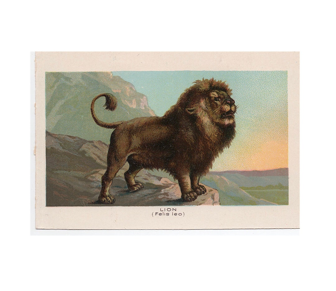 C. 1895 LION • ANTIQUE ANIMAL Lithograph • Original Antique Print • Big ...