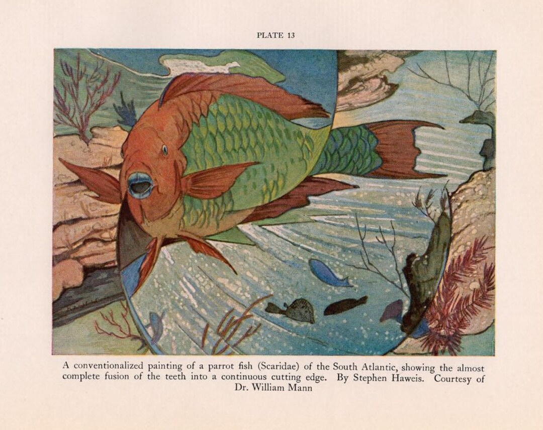 C. 1934 TROPICAL FISH Lithograph - Original Vintage Print - Parrotfish ...
