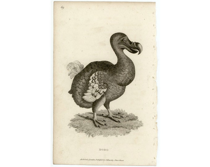 C. 1893 DODO BIRD Lithograph • Original Antique Print • Dronte Print ...