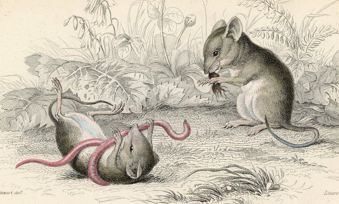 C. 1845 HARVEST MICE Engraving • Original Antique Print • Rodent Print ...